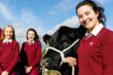 Certified Irish Angus Beef – Raised with pride and certified