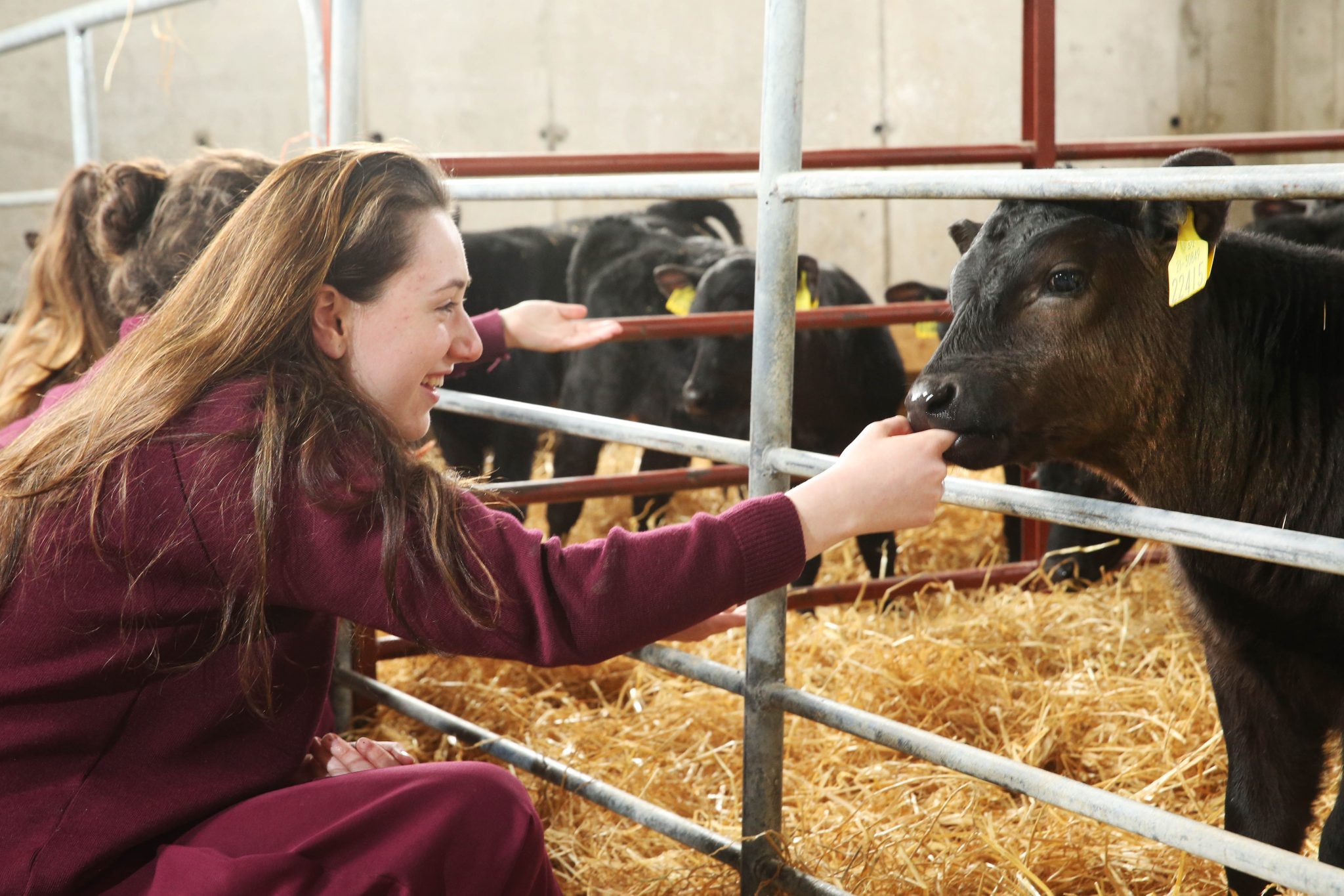 Certified Irish Angus Schools Competition – Certified Irish Angus Beef