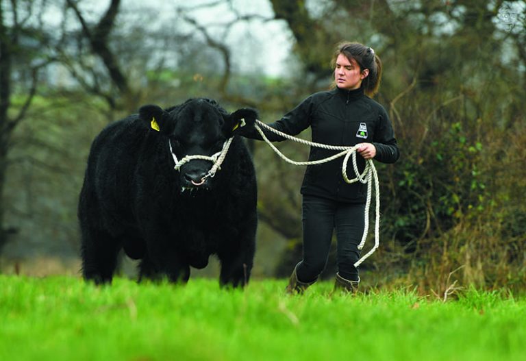 Certified Irish Angus Beef – Raised with pride and certified