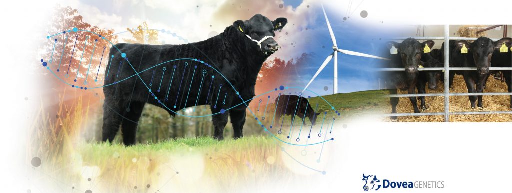 Elite Breed Improvement Programme – Certified Irish Angus Beef