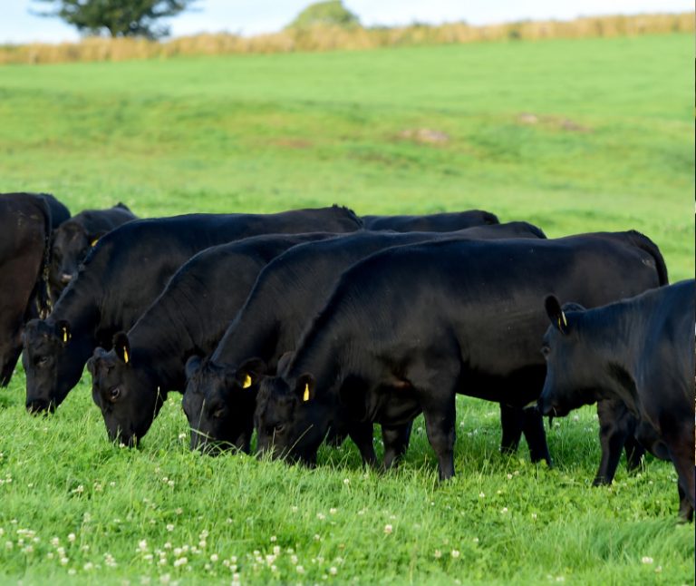 Elite Breed Improvement Programme – Certified Irish Angus Beef